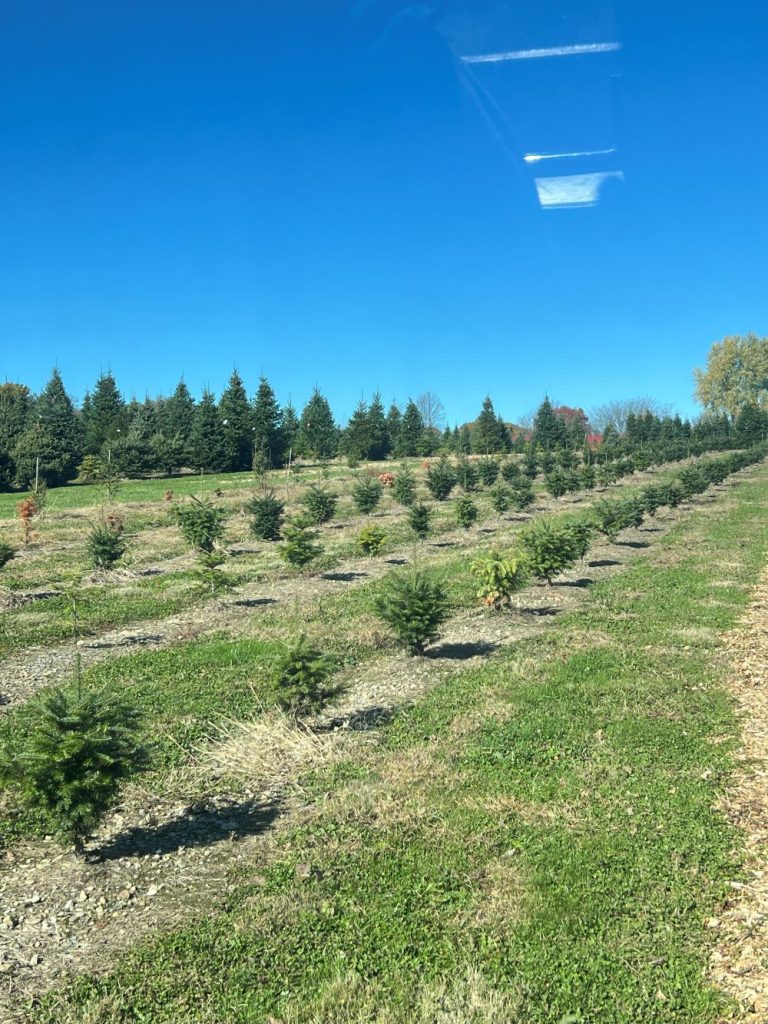 River Run Tree Farm Offers Fresh-Cut Christmas Trees, 16 Years in the ...